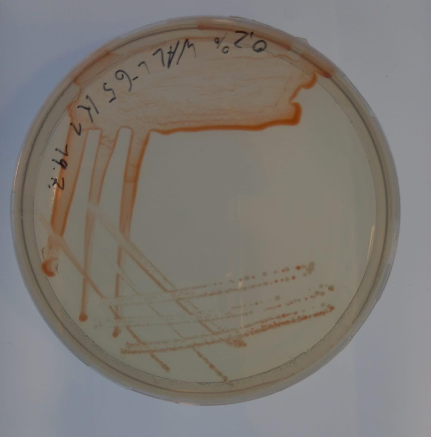 Sommerpraktikum von Anna, Lucie und Zoe vom BORG Nonntal – Bakterien im ...
