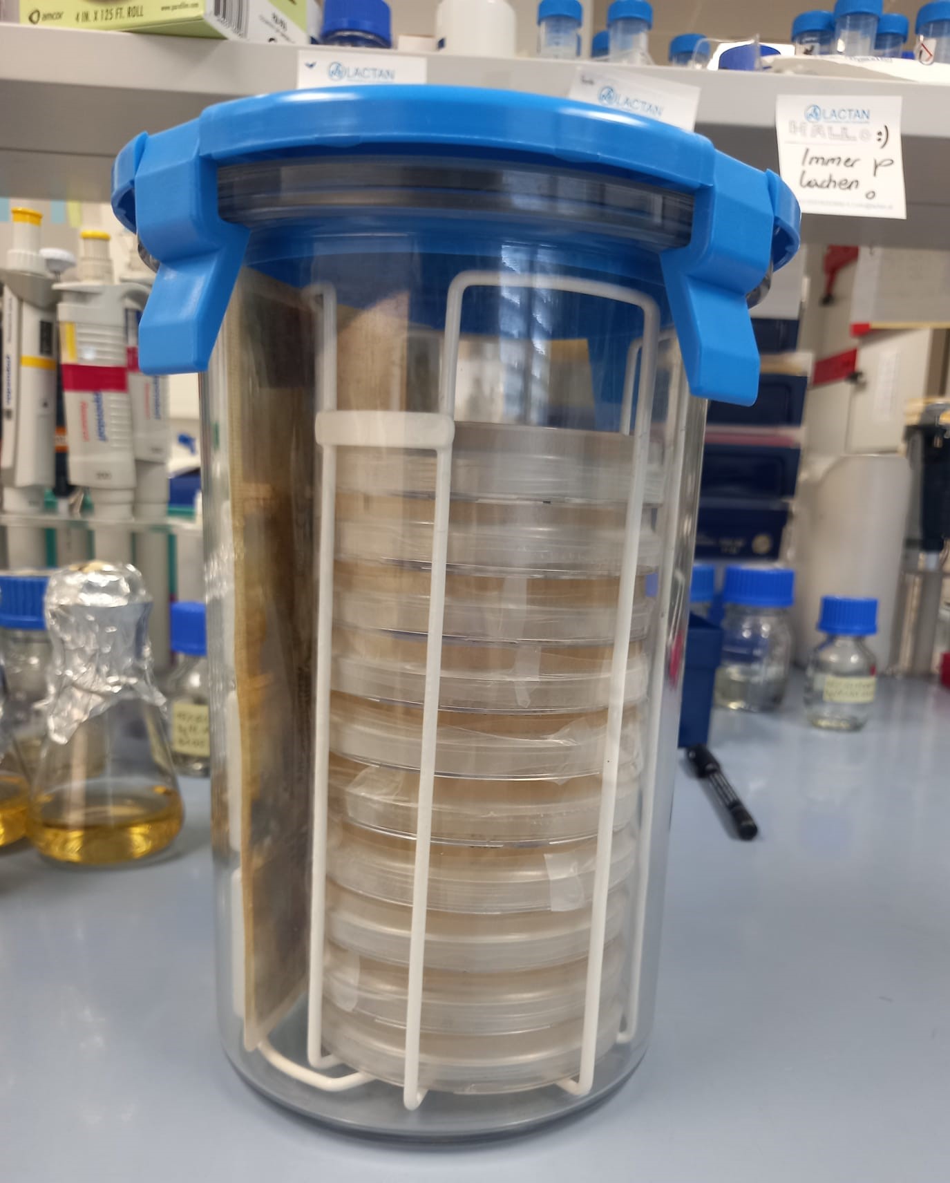 Sommerpraktikum von Anna, Lucie und Zoe vom BORG Nonntal – Bakterien im ...