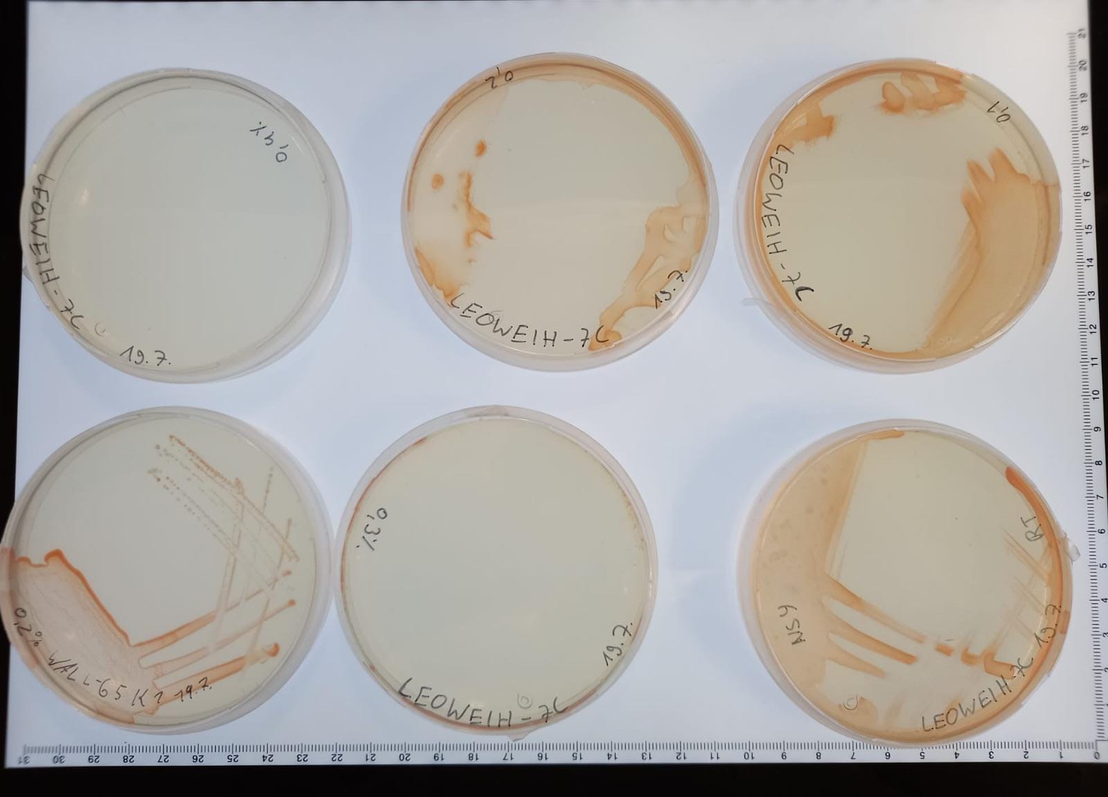 Sommerpraktikum von Anna, Lucie und Zoe vom BORG Nonntal – Bakterien im ...